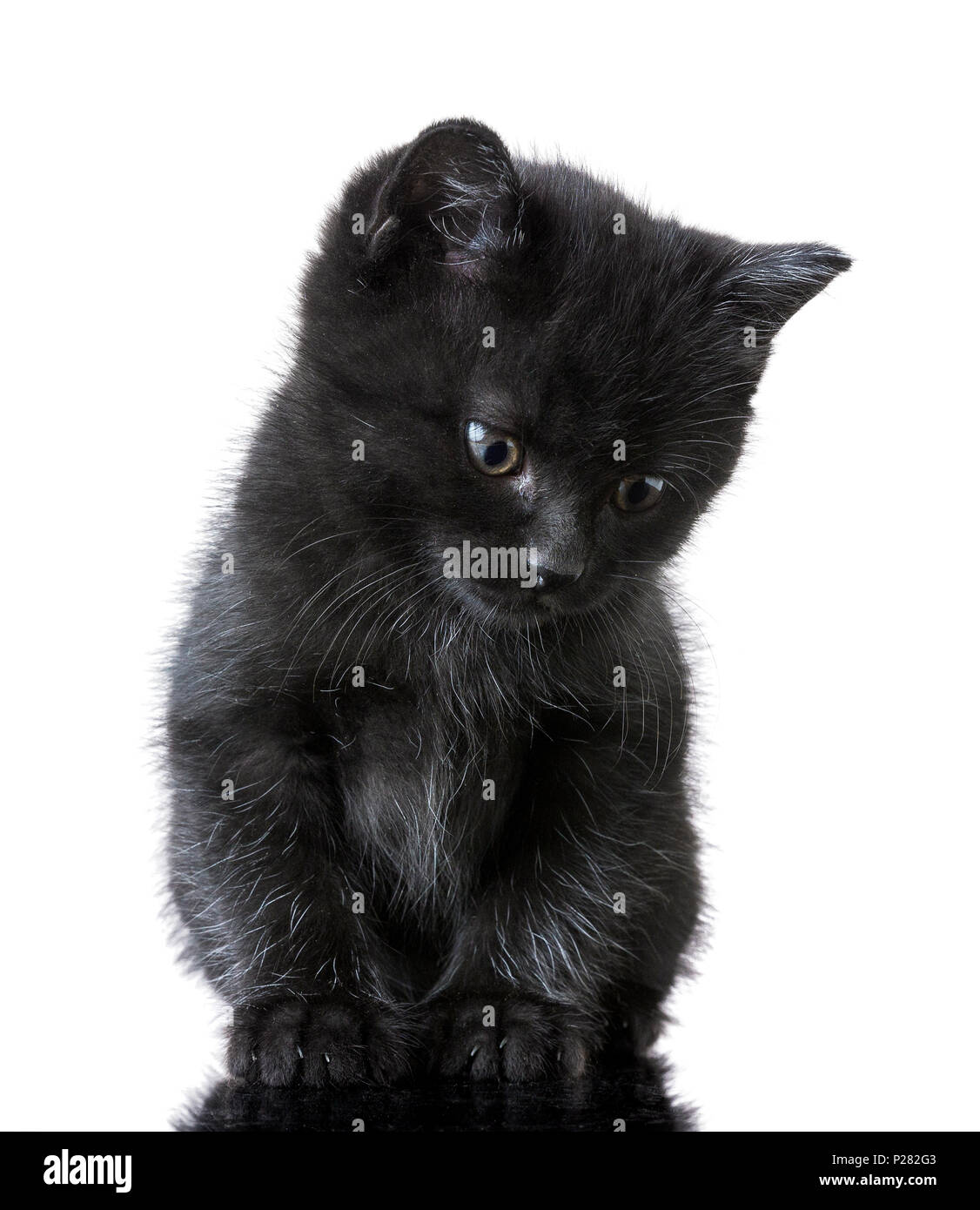 Reflective cats eyes hi-res stock photography and images - Alamy