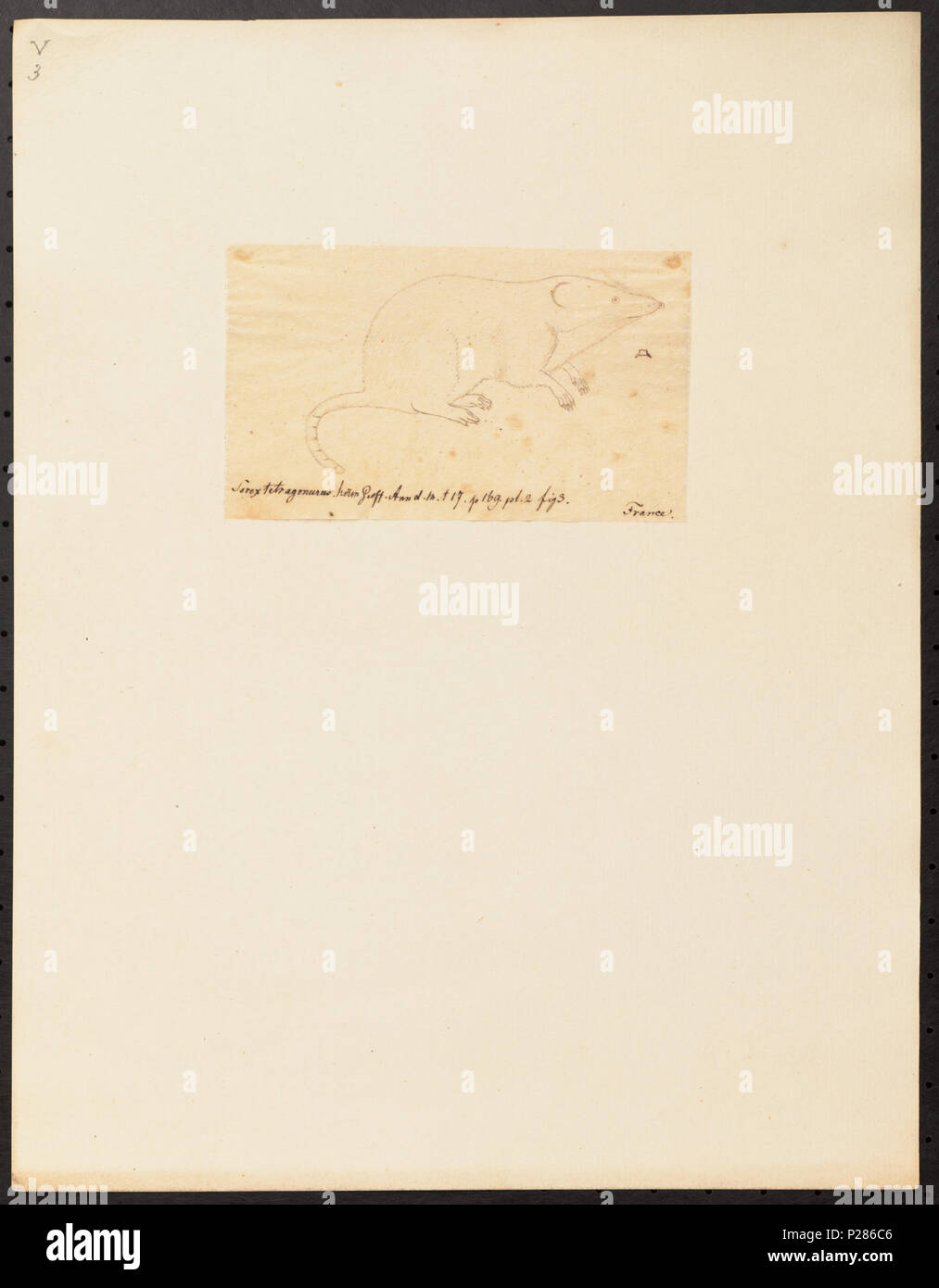 Sorex tetragonurus hi-res stock photography and images - Alamy