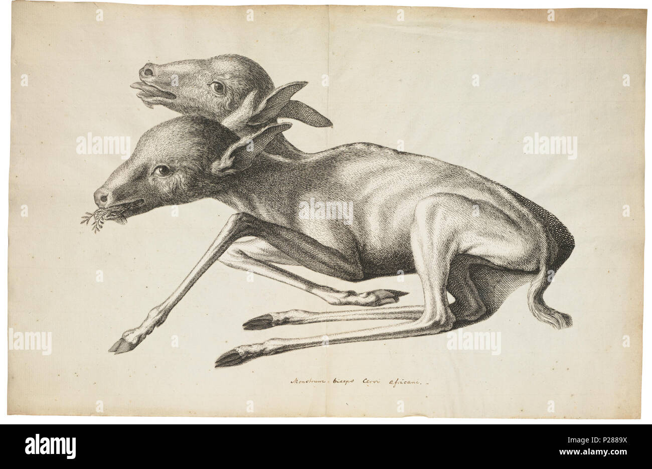 Conjoined deer hi-res stock photography and images - Alamy