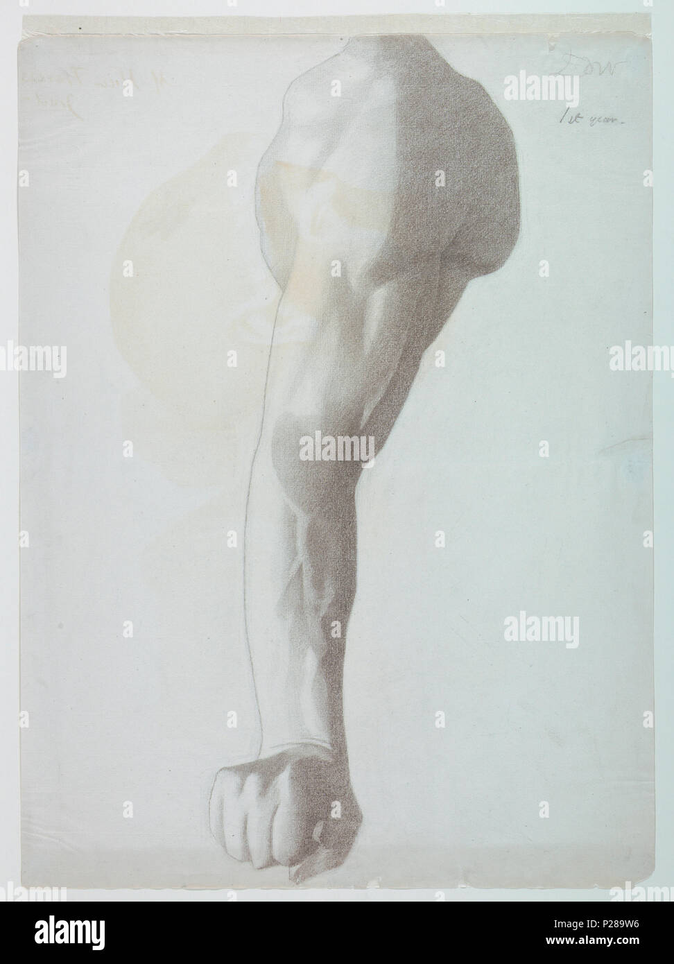 . English: Drawing, Male Arm, ca. 1896 . English: Vertical rectangle ...