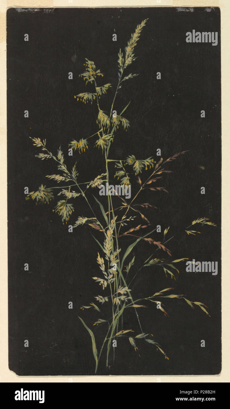 . English: Drawing, Study: Grass in Seed, ca. 1890 . English: Vertical ...
