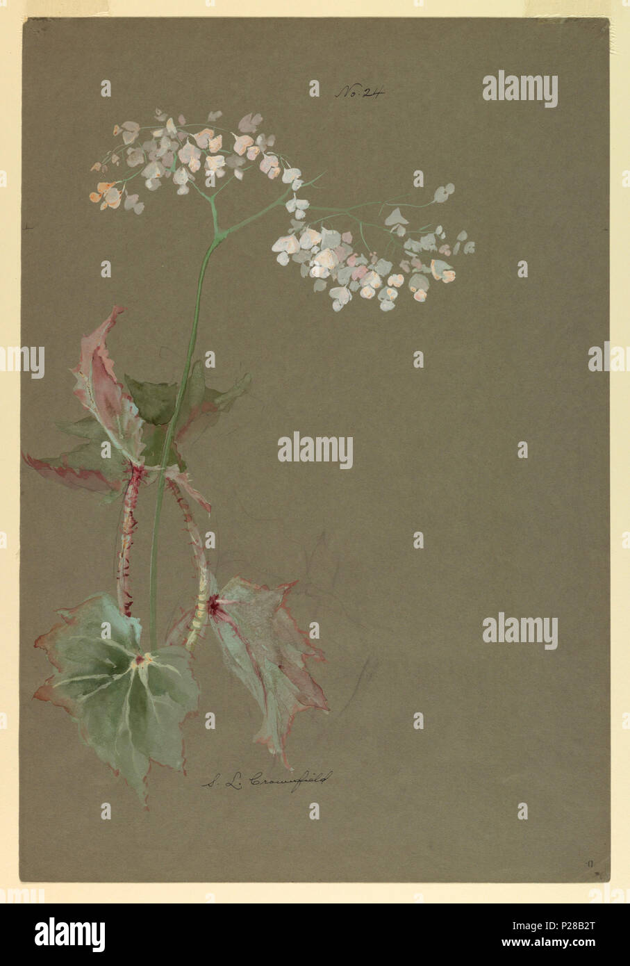 . English: Drawing, Study: Pink Begonia, early 20th century . English ...