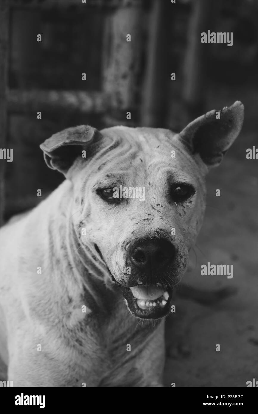 Dog with scar Black and White Stock Photos & Images - Alamy