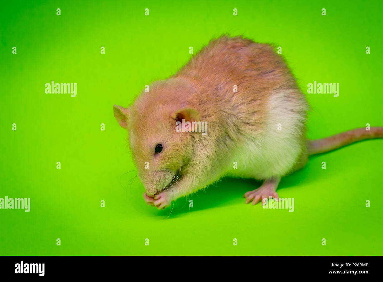 Fancy fawn colored pet rat eating on green background Stock Photo - Alamy