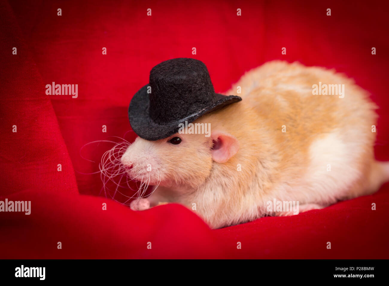 Fancy fawn colored dumbo eared pet rat wearing top hat Stock Photo - Alamy