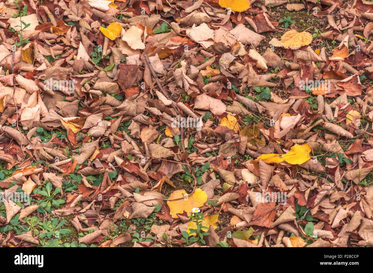 Lot of leaves on forest ground like natural background Stock Photo - Alamy