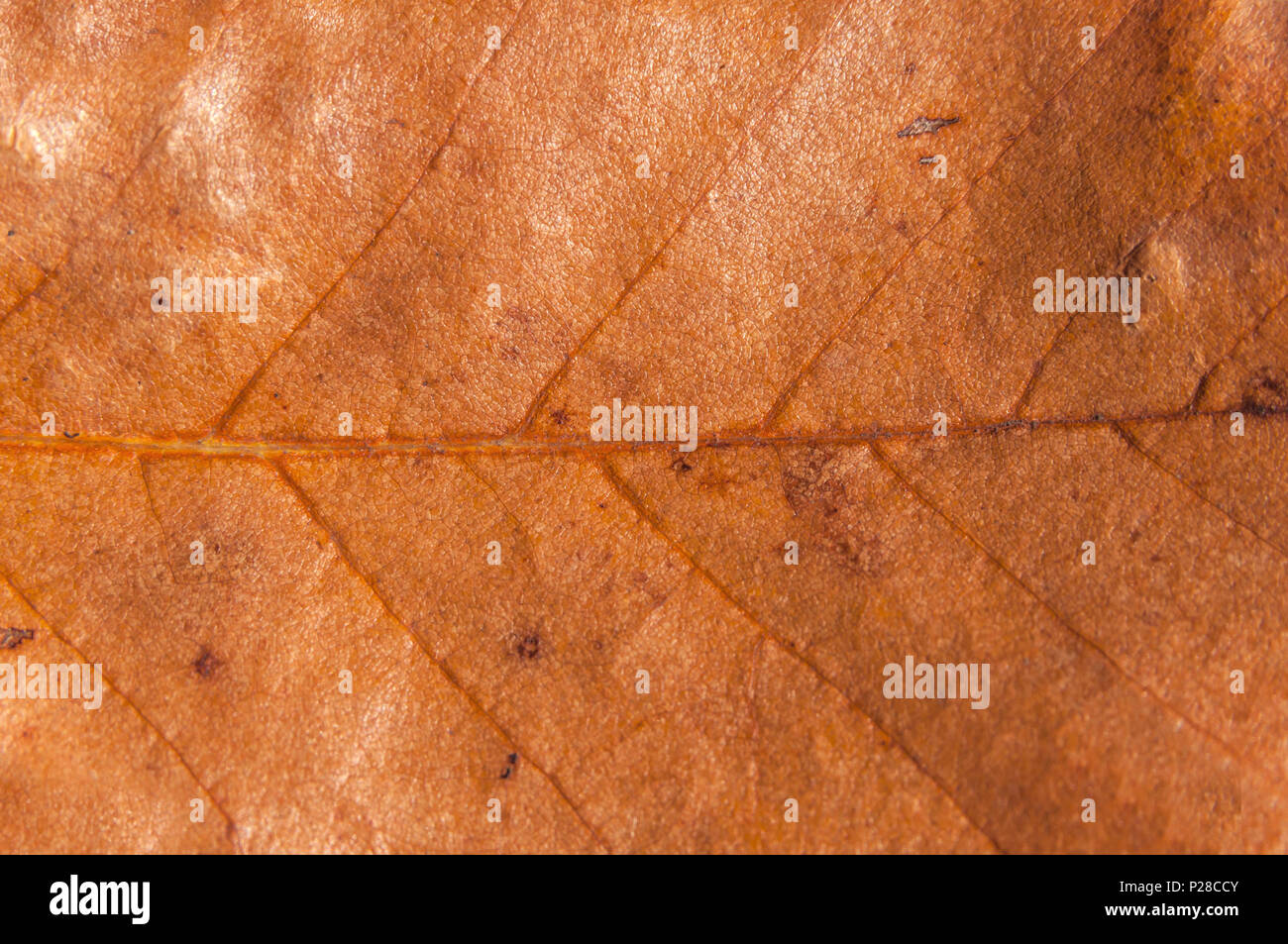 Macro brown natural pattern color from park tree structure Stock Photo ...