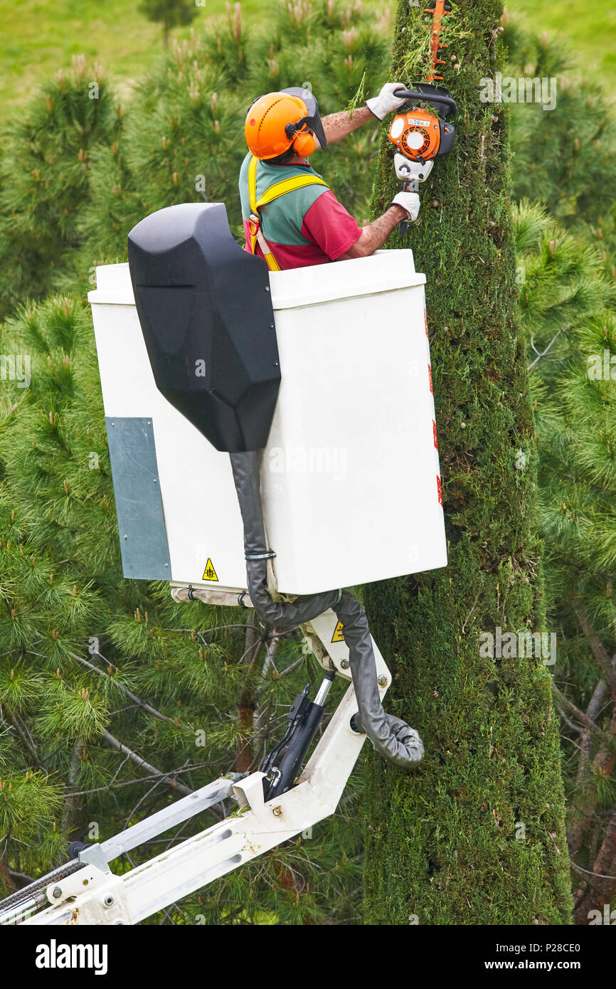 Equiped worker pruning a tree on a crane. Gardening works Stock Photo ...