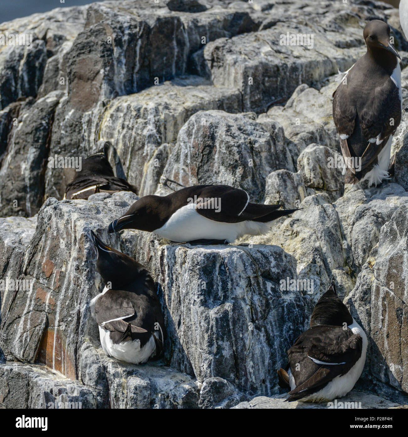 Beautiful mated pairs of razorbill birds Alca Torda in Northumberland ...