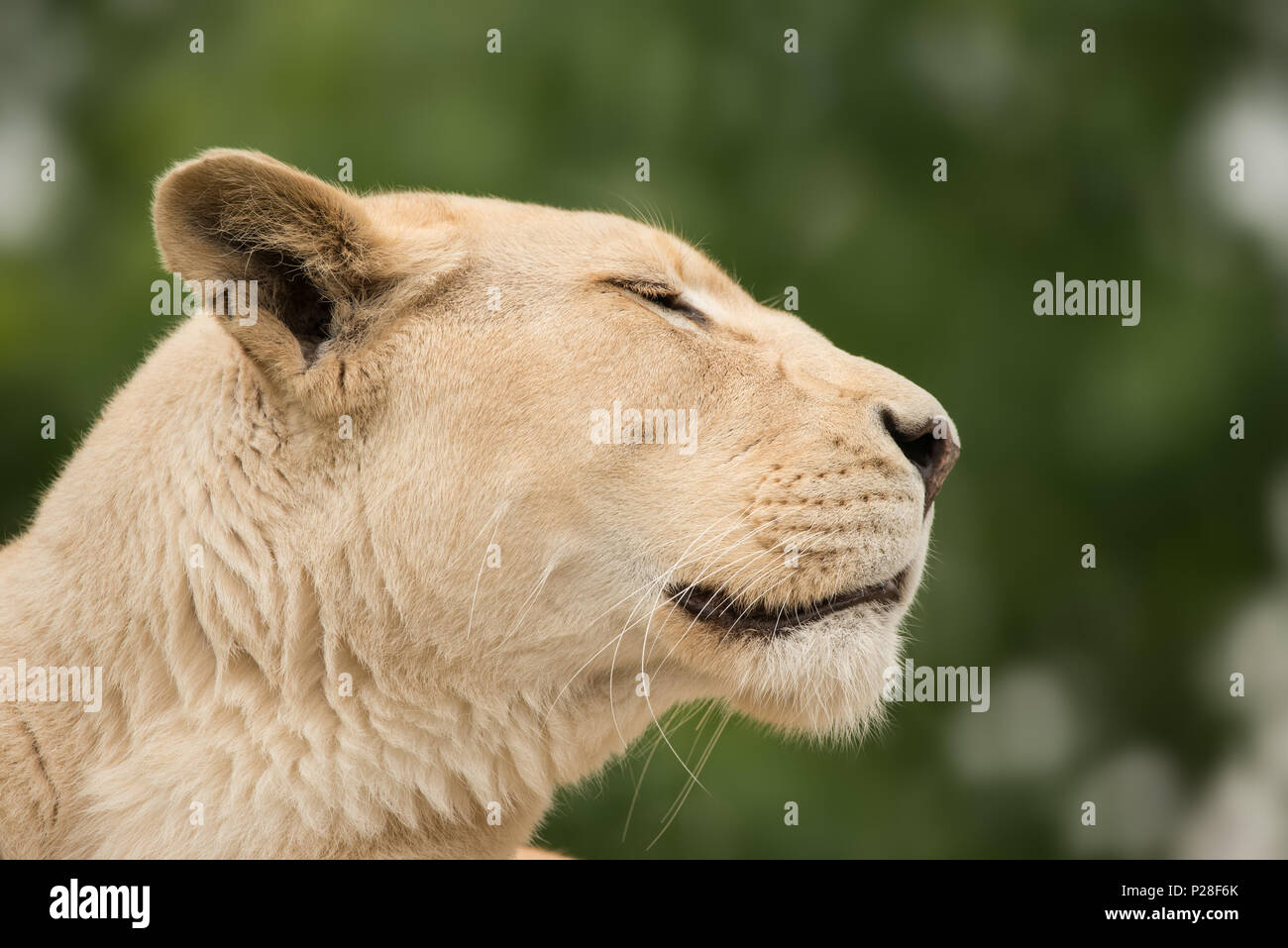 Stunning intimate portrait of white Barbary Atlas Lion Panthera Leo ...
