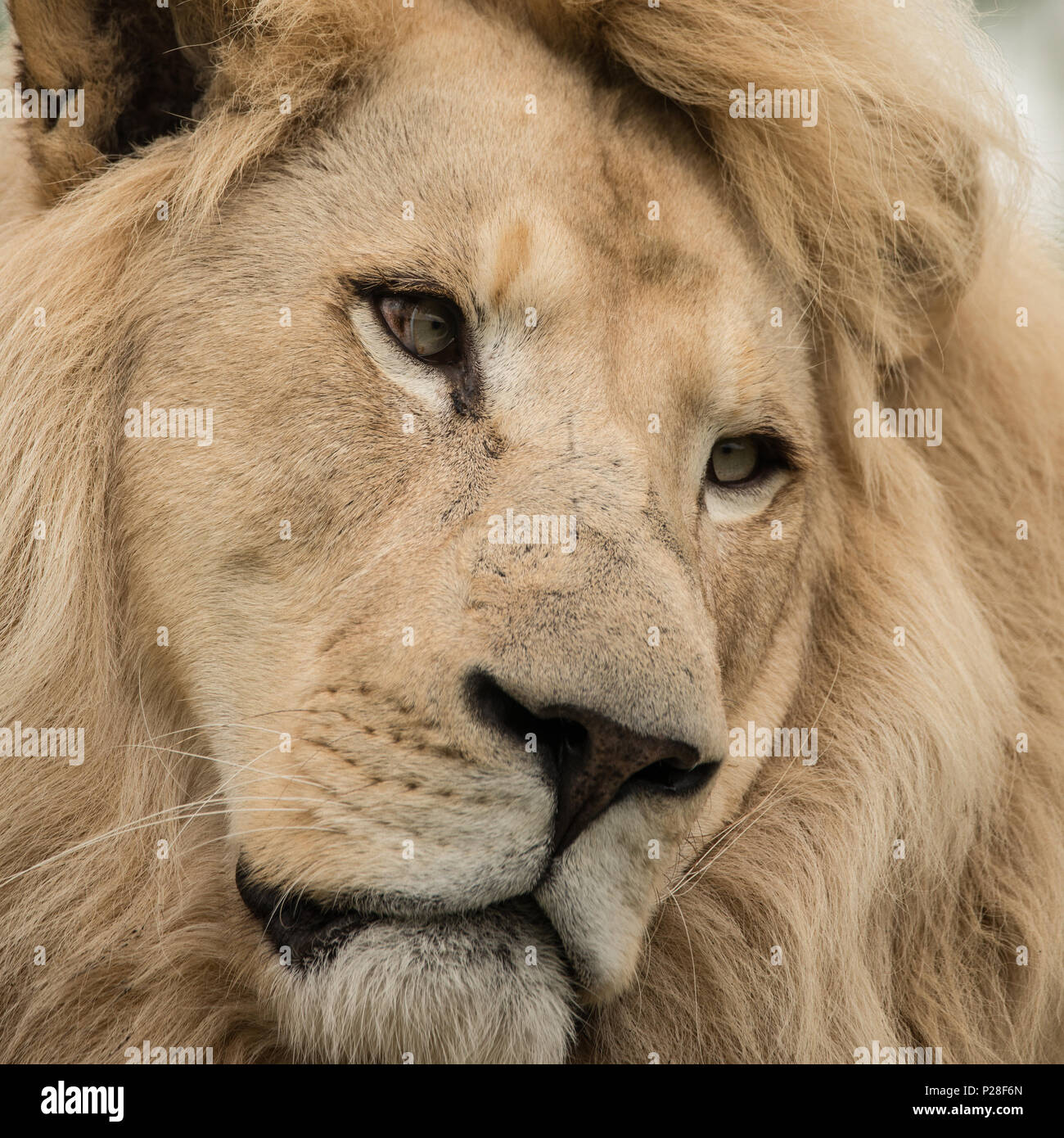 Atlas barbary lion panthera leo hi-res stock photography and images - Alamy