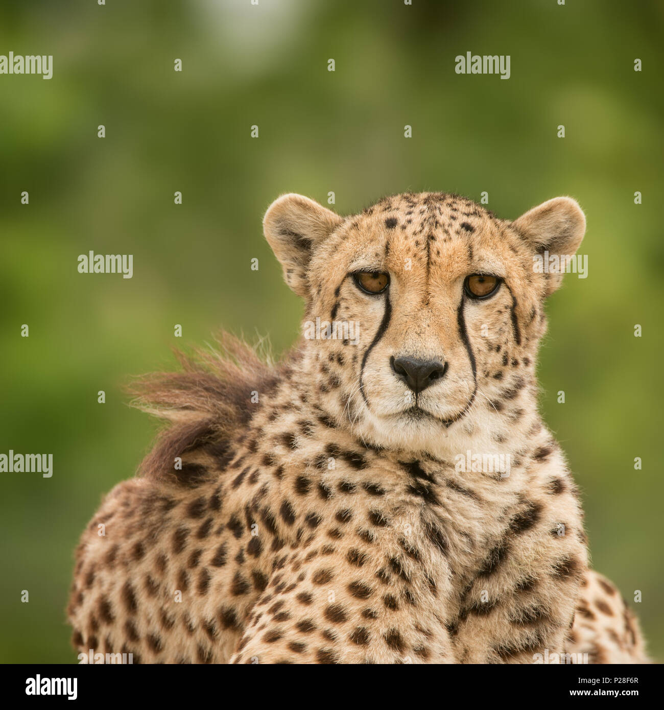 Cheetah ears hi-res stock photography and images - Alamy