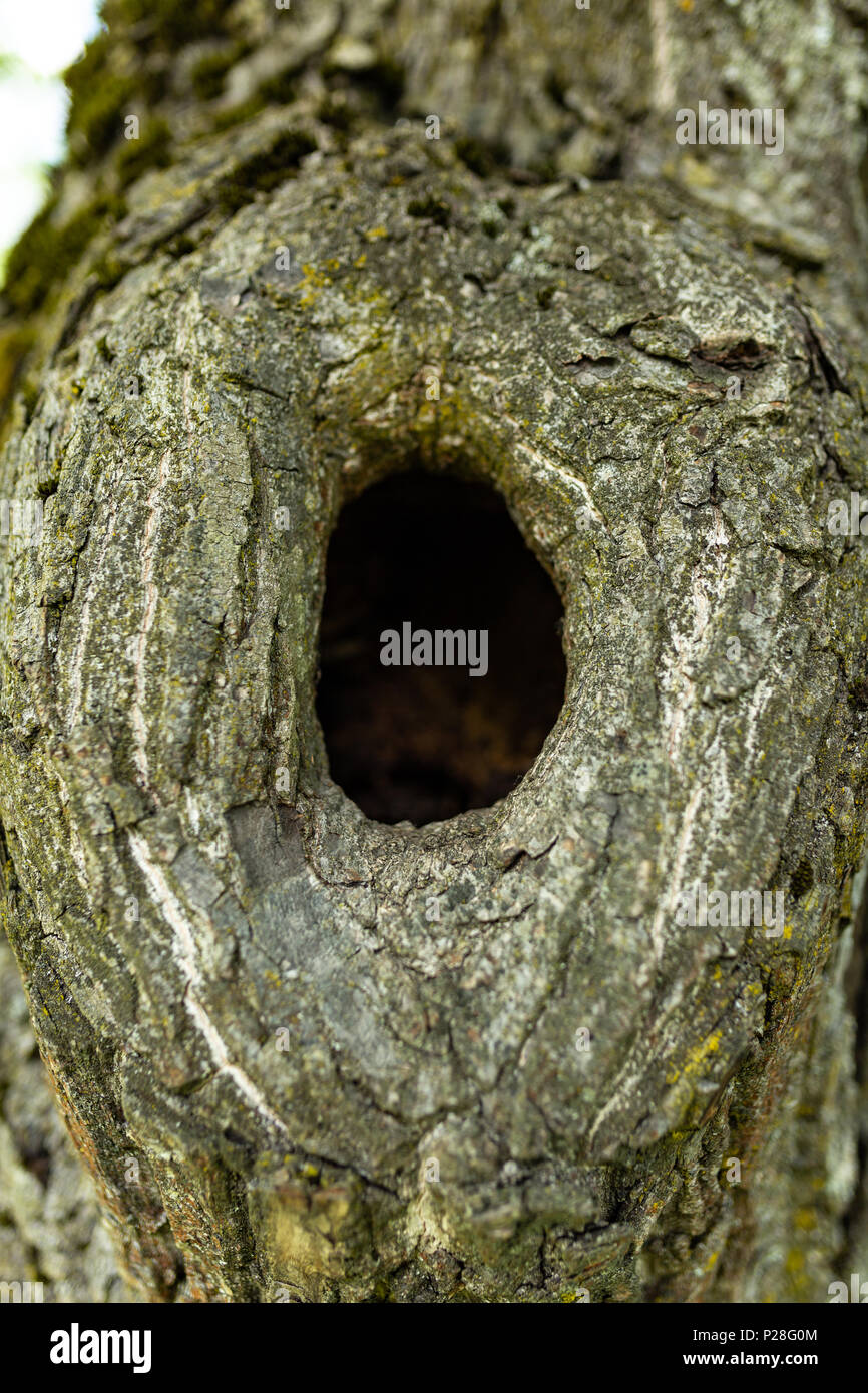 hollow in the tree Stock Photo - Alamy