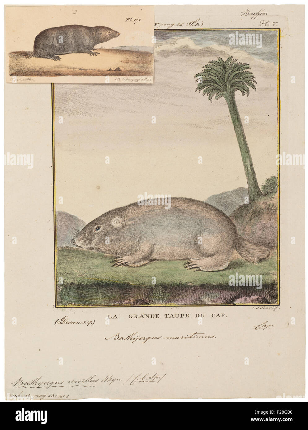 Bathyergus suillus hi-res stock photography and images - Alamy