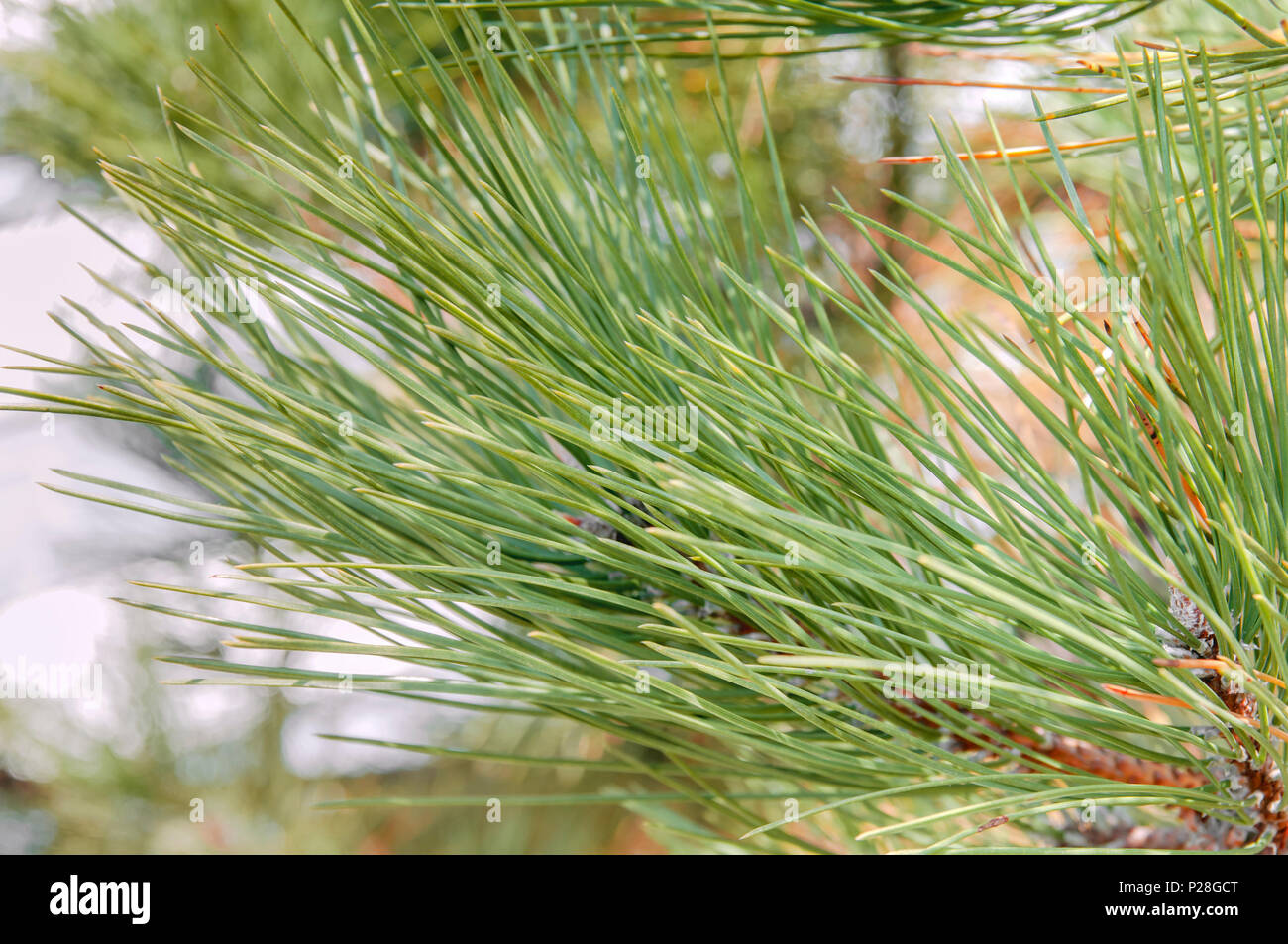 Pine green season macro tree and blurry color background Stock Photo - Alamy
