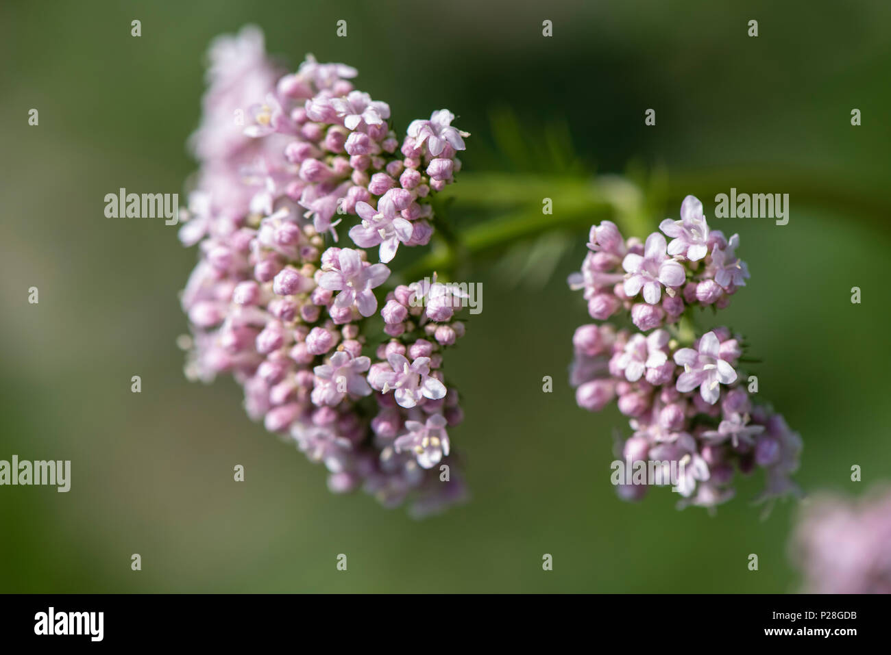 Baldrian hi-res stock photography and images - Alamy