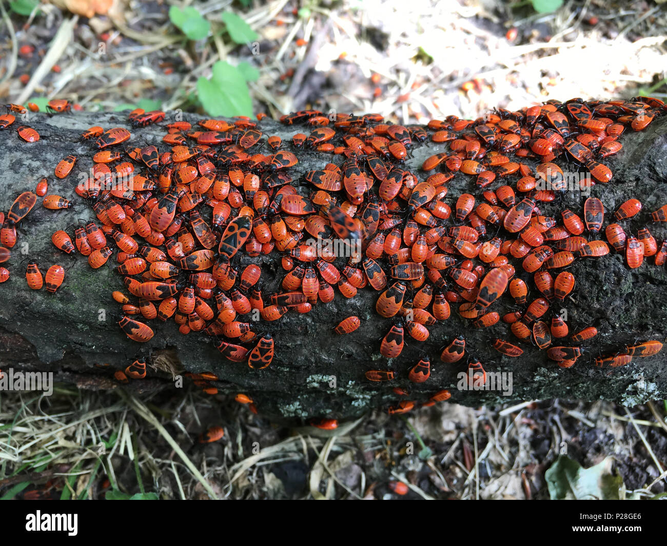 firebugs (Pyrrhocoris apterus) colony on the log Stock Photo - Alamy