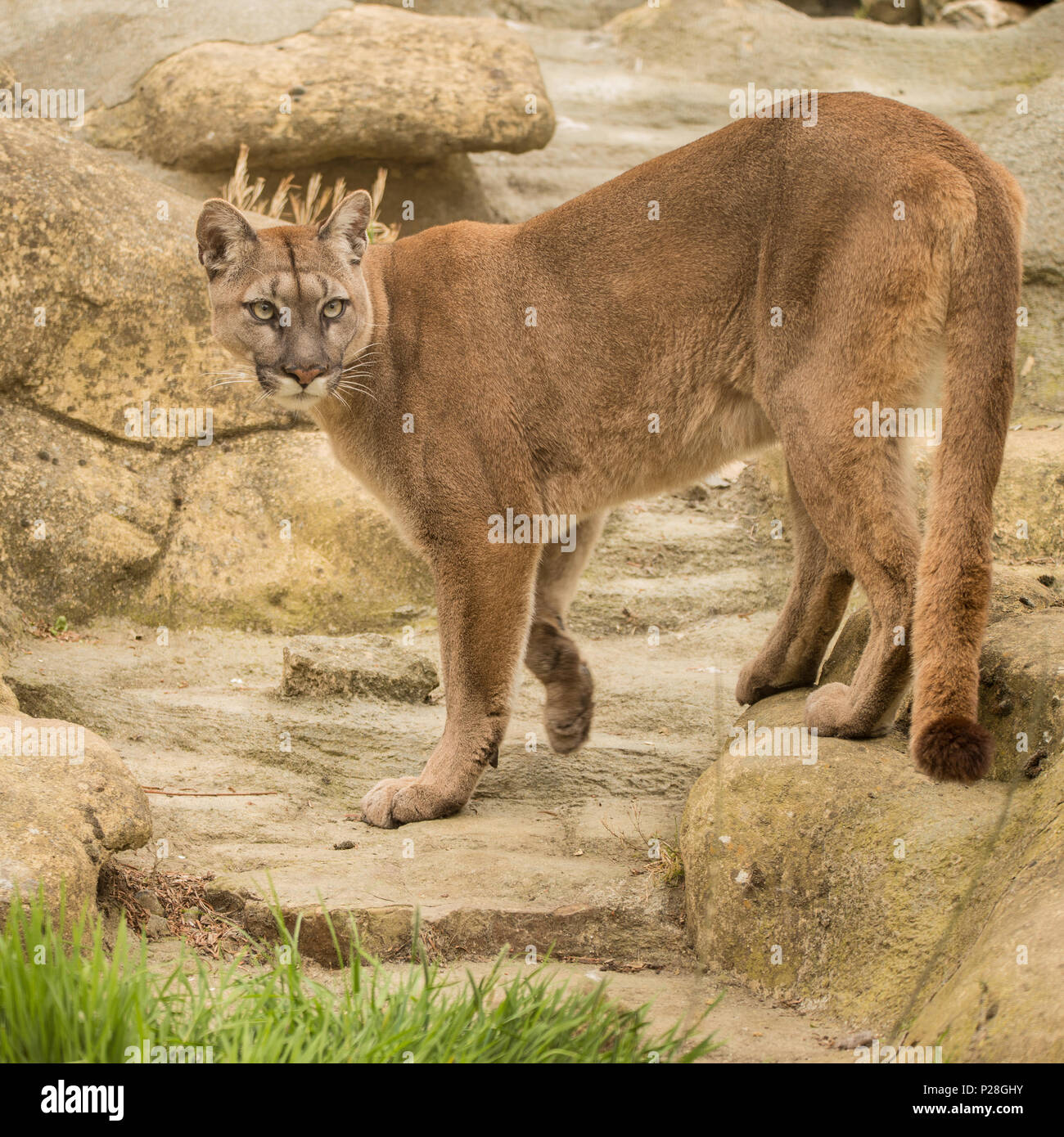 Beautiful image of Puma Concolor among rocks in colorful landscape ...