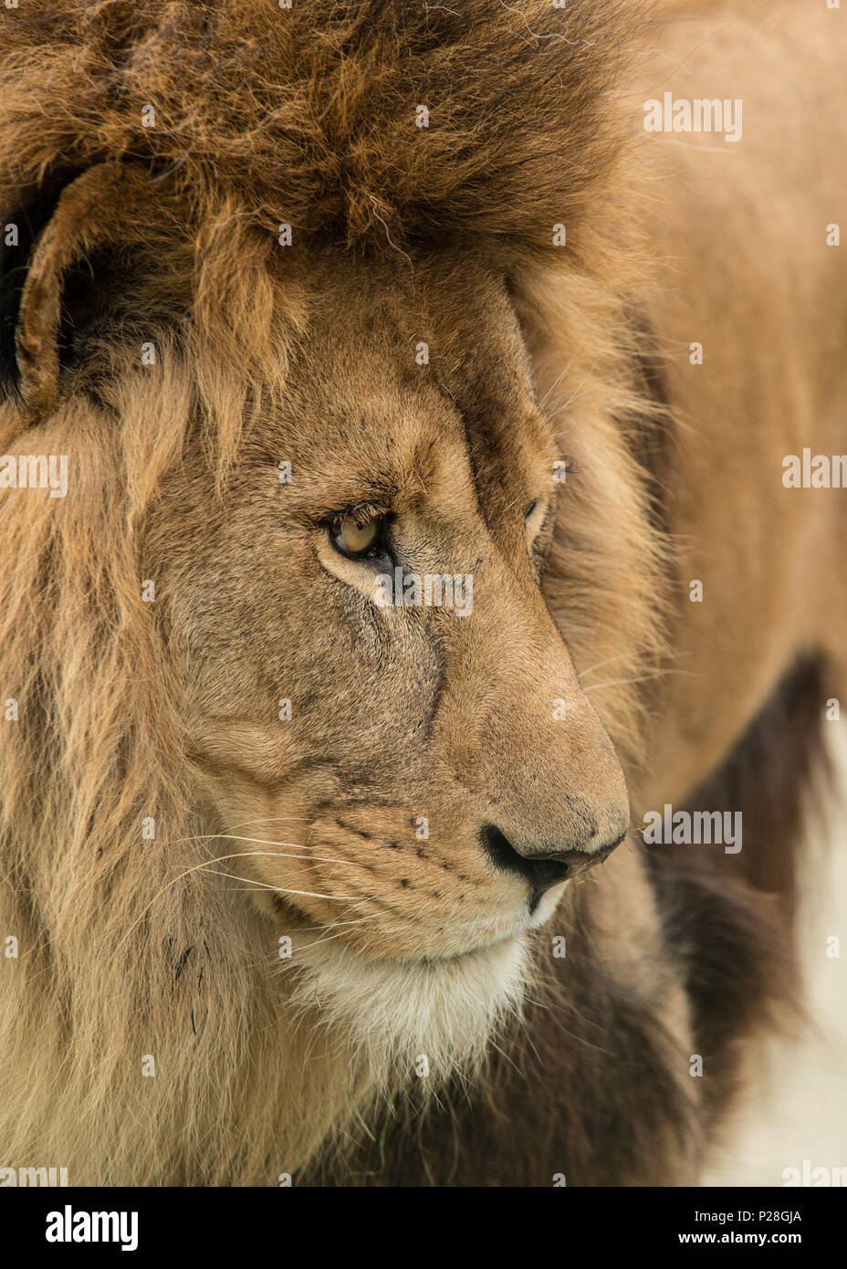 Stunning intimate portrait image of King of the Jungle Barbary Atlas ...