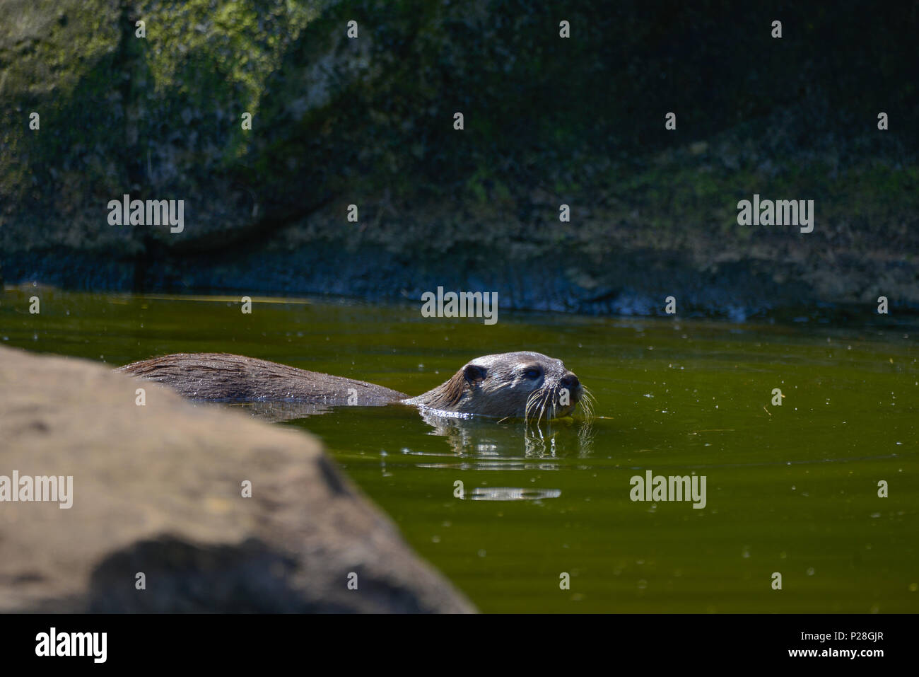 World's smallest Otter, Asian Small Clawed Otter Aonyx Cinerus on rocks ...