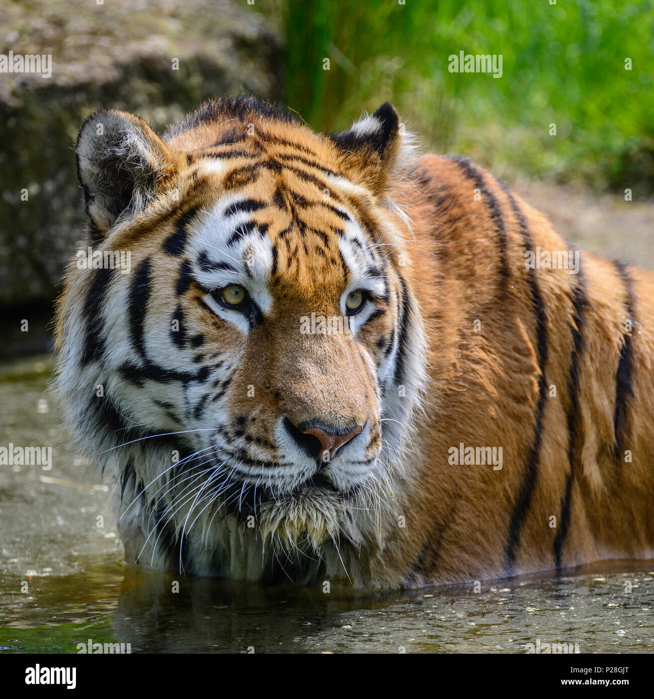 Portrait of Siberian Amur tiger Panthera Tigris Tigris in Summer Stock ...