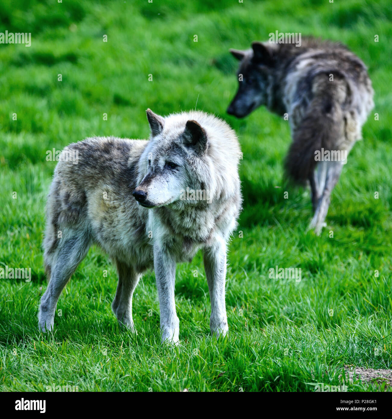 Grey timber wolf hi-res stock photography and images - Alamy