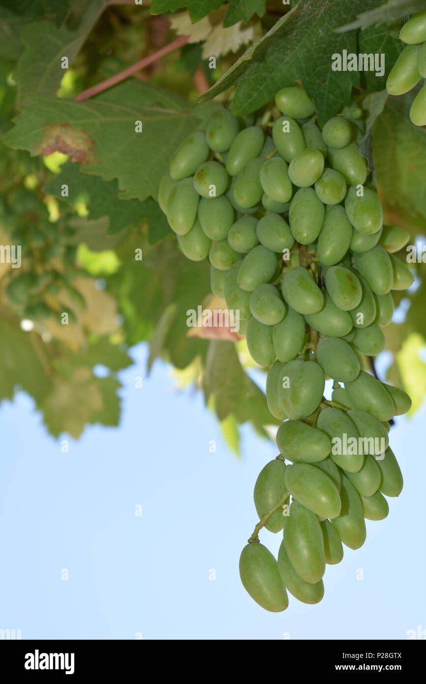 Round grapes on a vine hi-res stock photography and images - Alamy