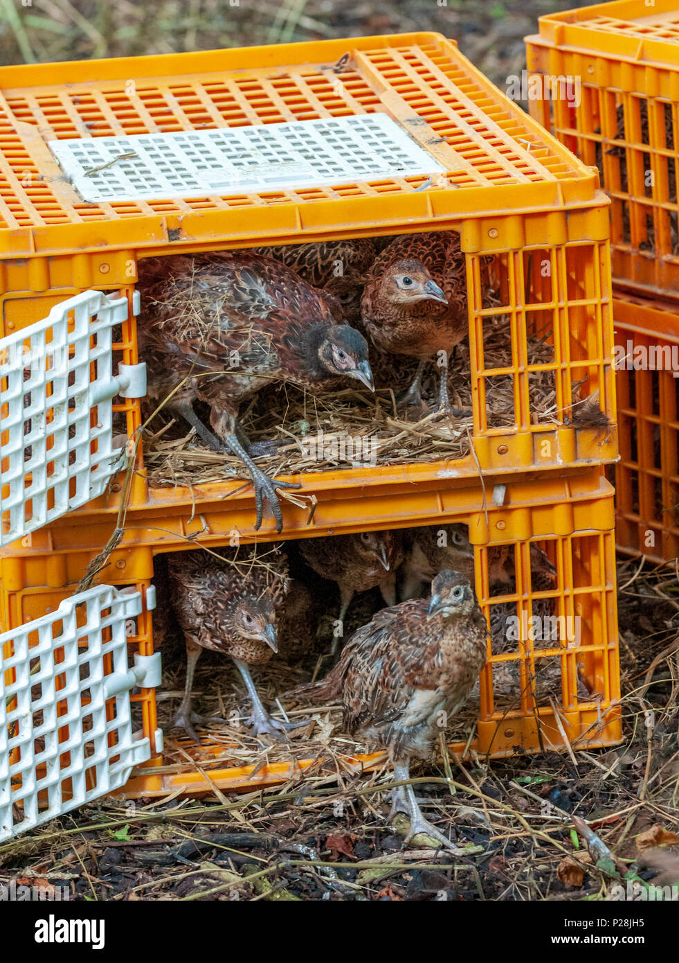 Game breeding hi-res stock photography and images - Alamy