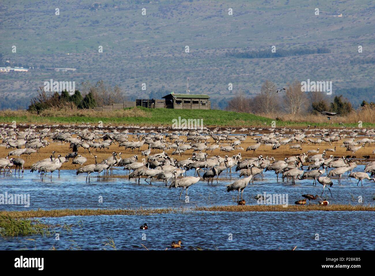 Birds reserve in hula valley hi-res stock photography and images - Alamy