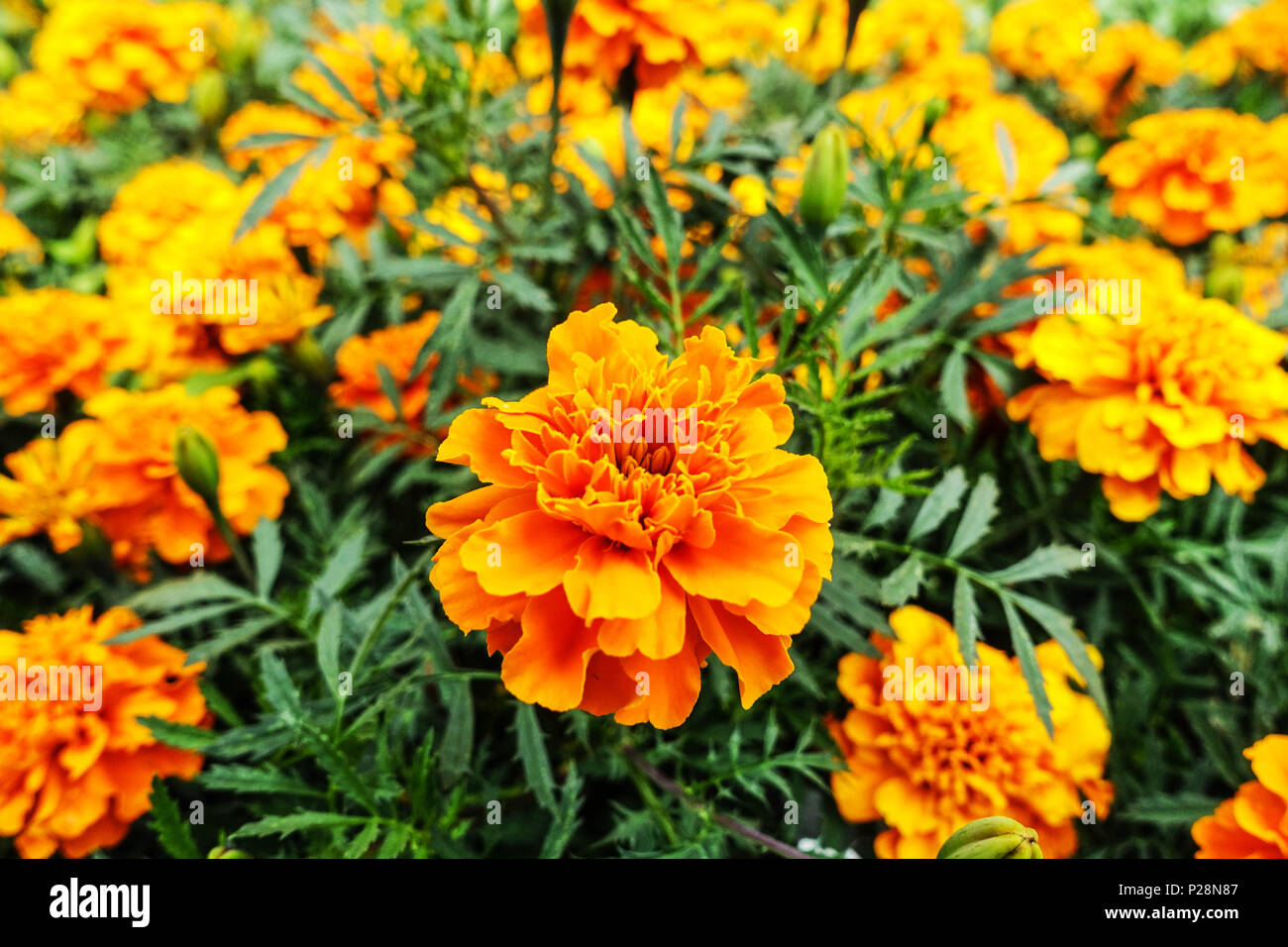Tagetes erecta. African marigold Stock Photo - Alamy