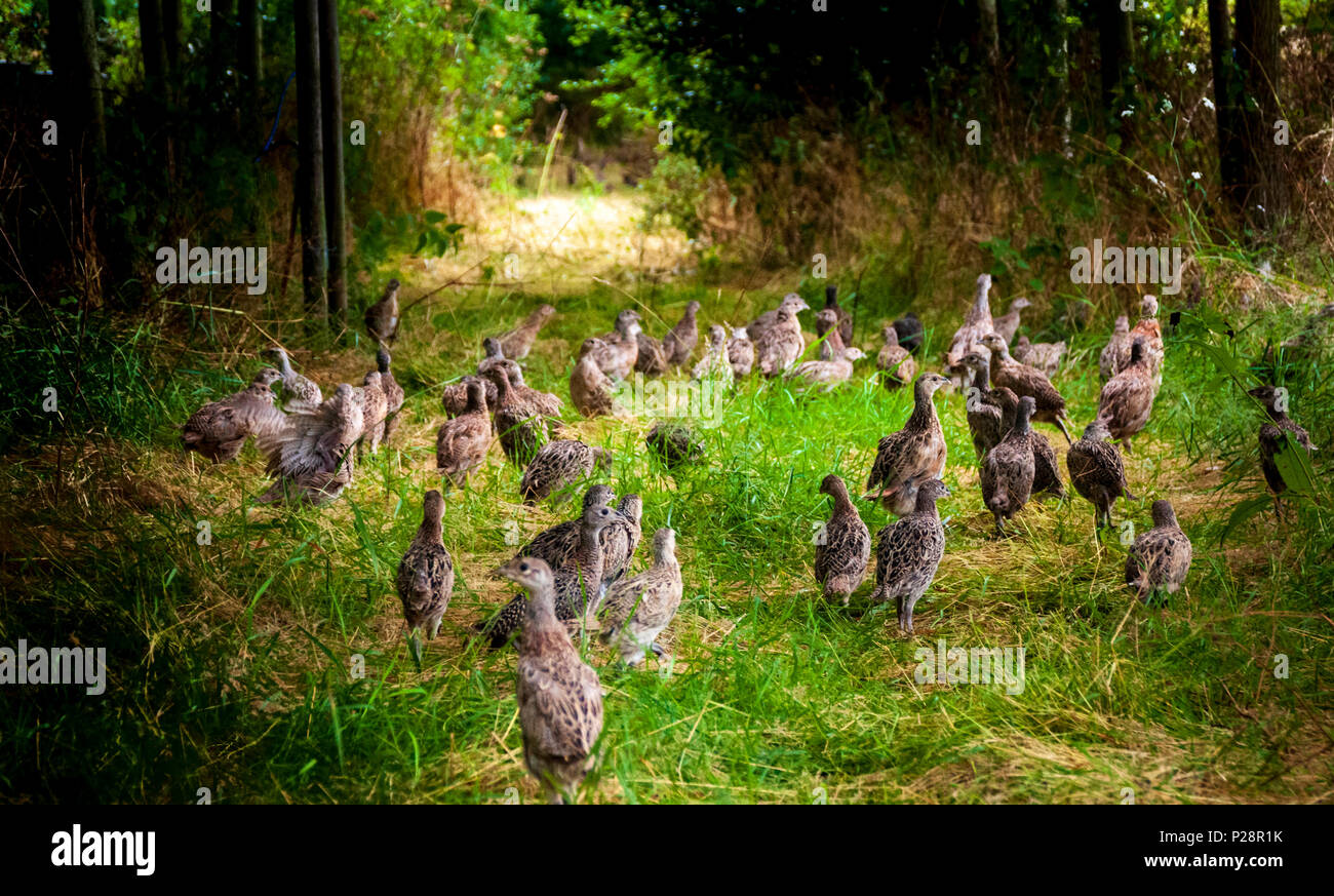 Seven week old pheasant chicks, often known as poults, after just being ...