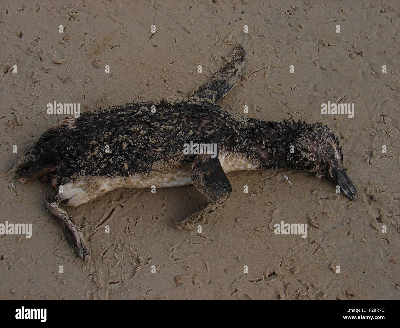 Dead penguin hi-res stock photography and images - Alamy