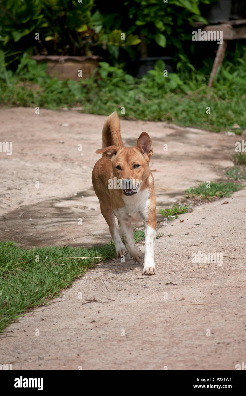 Mixed breed Thai Ridgeback male dog (Canis) walking solo outdoors Stock ...