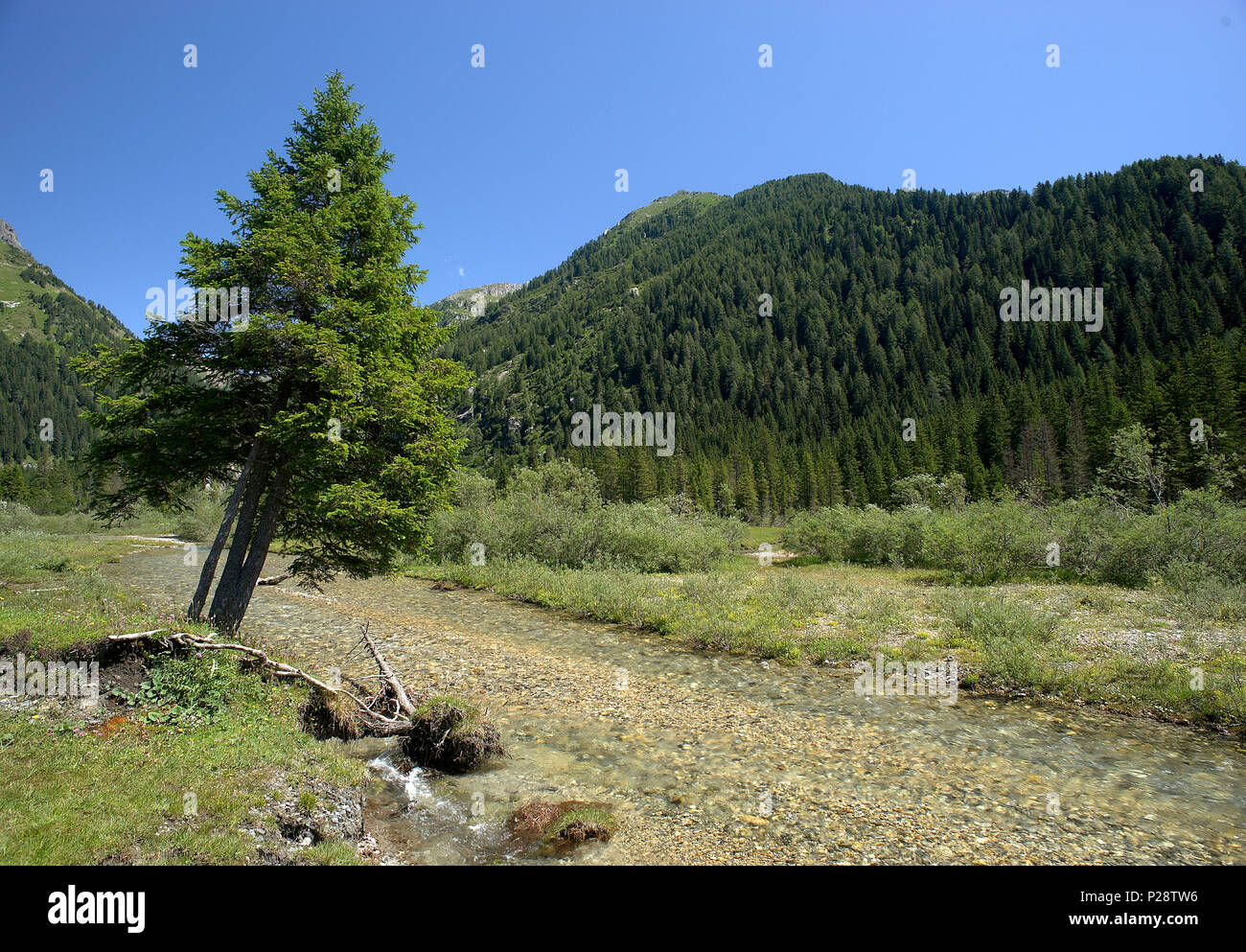 Piana del Gaver (Bs),Valley Caffaro,Lombardy,Italy,the river Caffaro ...