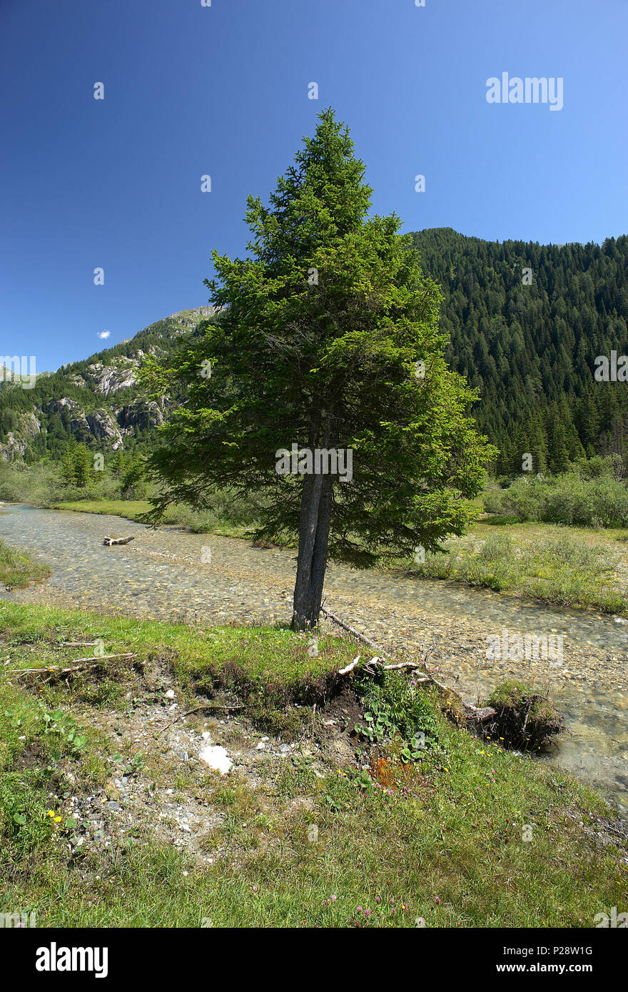 Piana del Gaver (Bs),Valley Caffaro,Lombardy,Italy,the river Caffaro ...