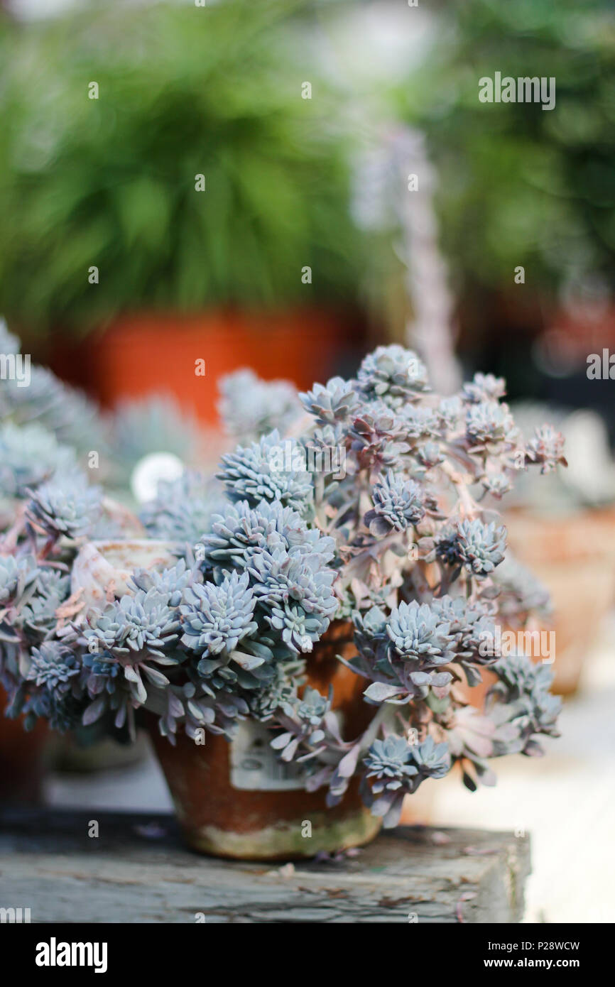 Compact succulents hi-res stock photography and images - Alamy