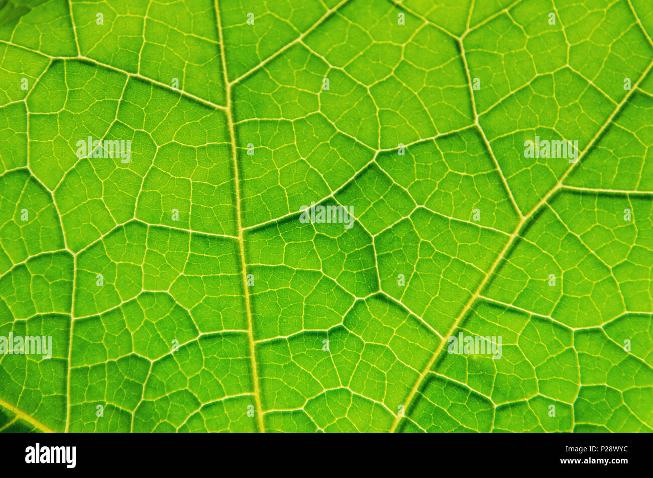 Macro of green leaves texture and structure of leaf fiber, Background ...