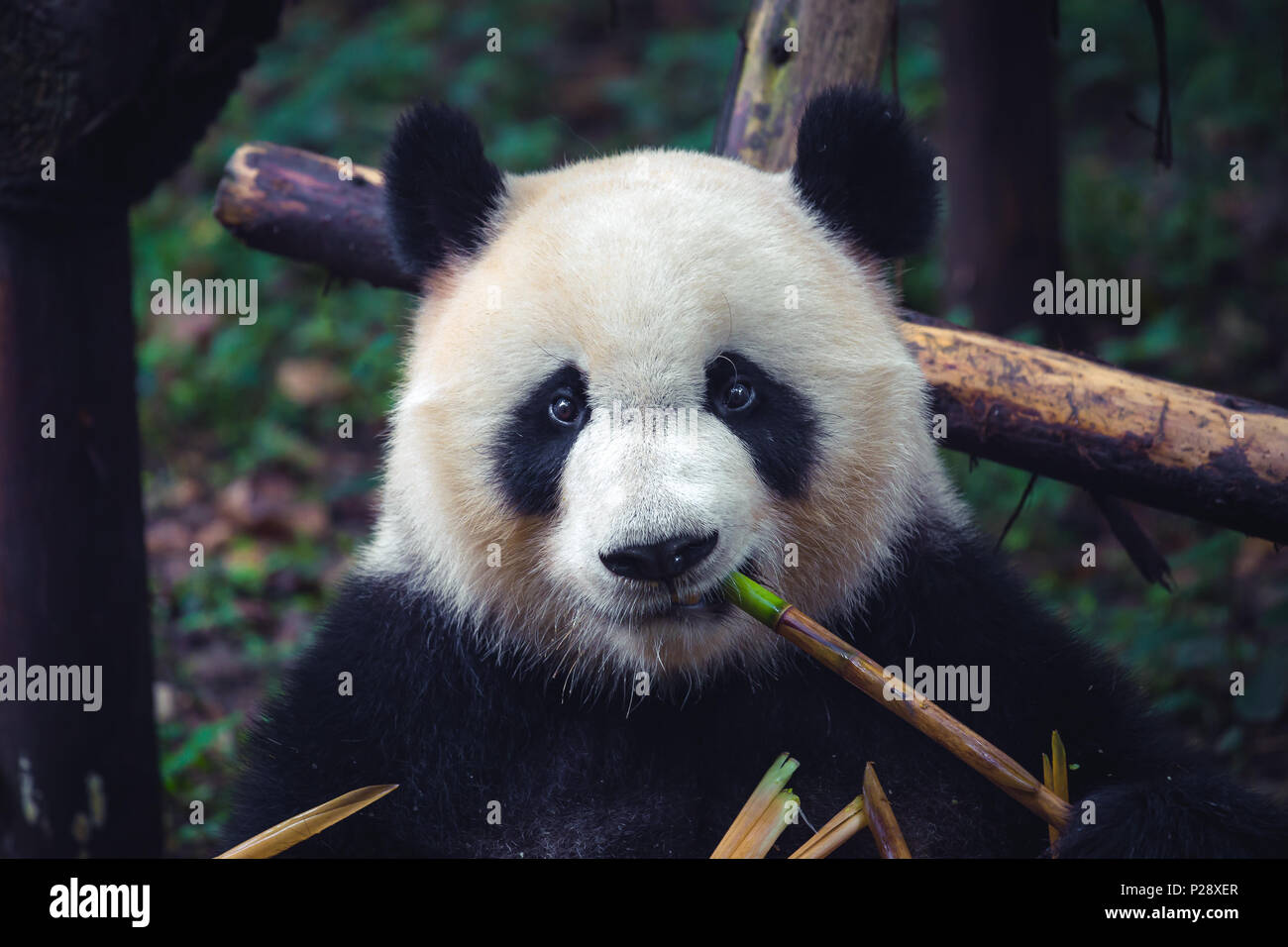 One adult giant panda eating a bamboo stick in close up portrait during ...