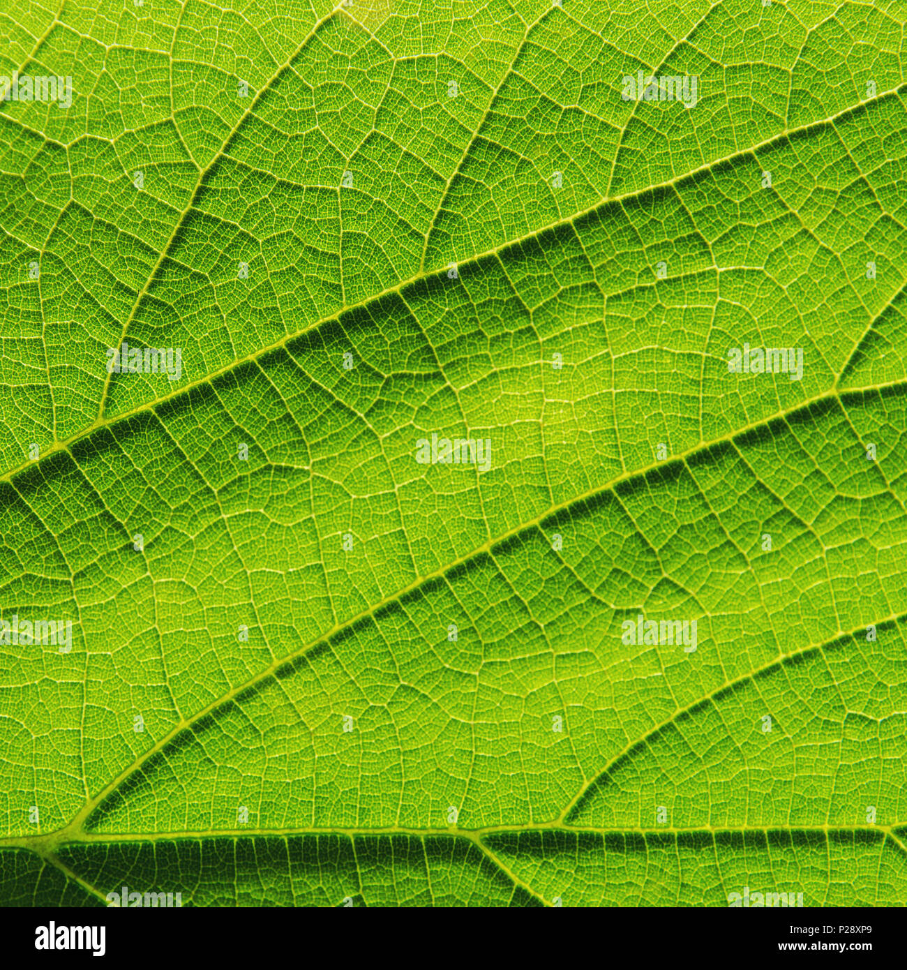 Macro of green leaves texture and structure of leaf fiber, Background ...