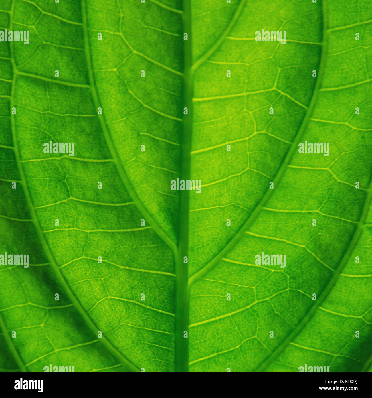 Macro of green leaves texture and structure of leaf fiber, Background ...