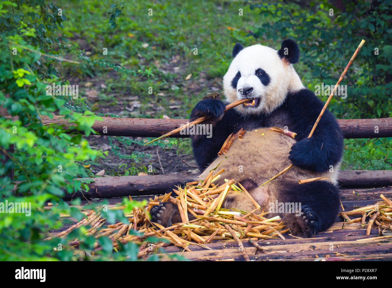 Giant Panda eating bamboo lying down on wood in Chengdu, Sichuan ...