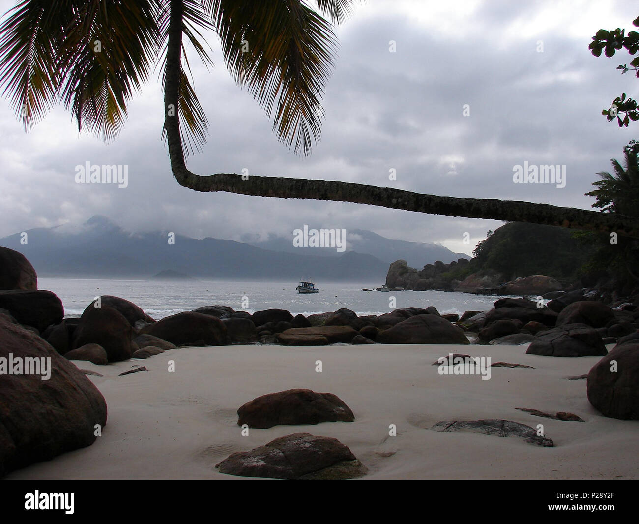 A bent palm tree stands on a Brazilian beach near rocks and the sea ...