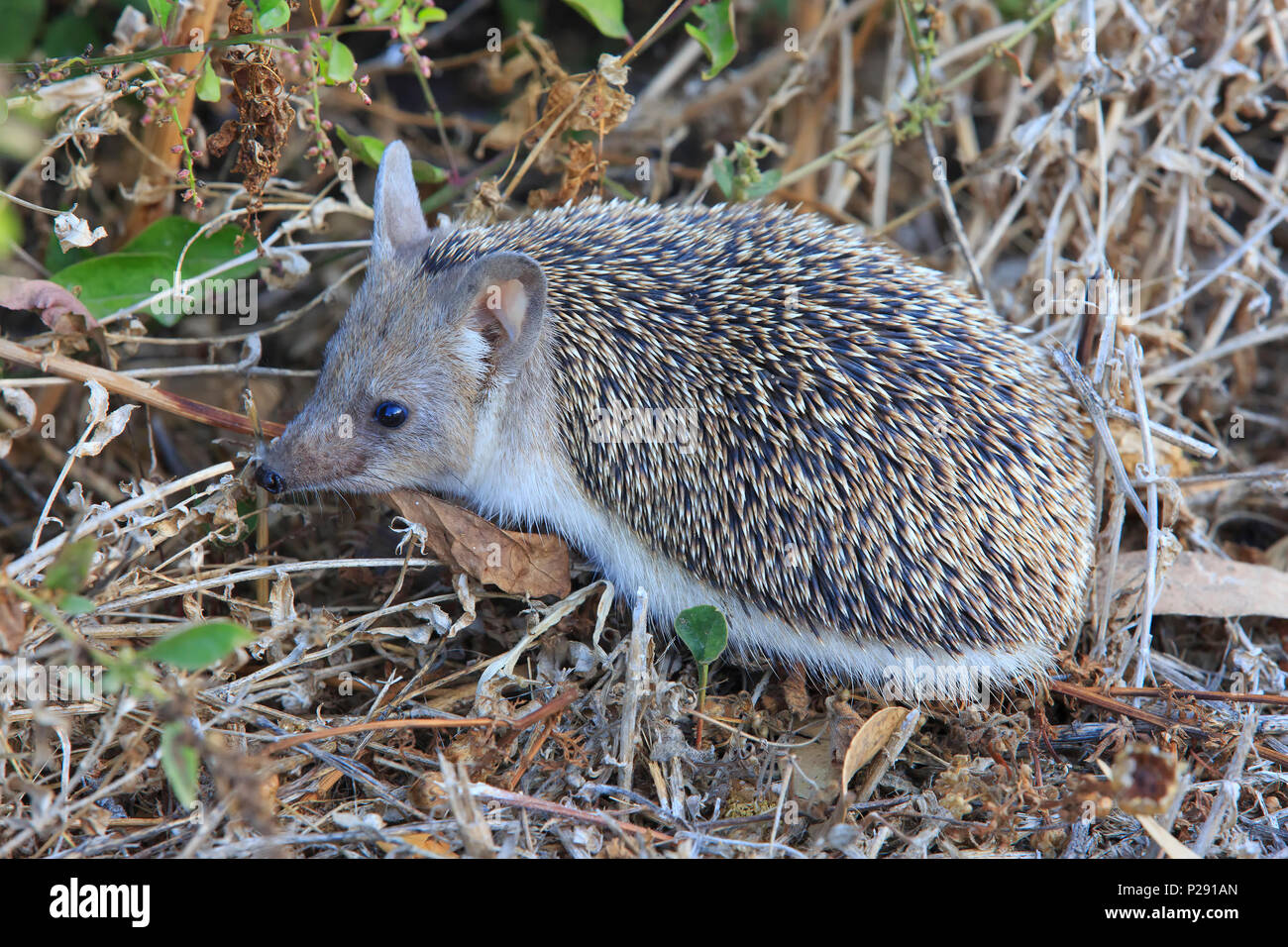 Cyprus hedgehog hi-res stock photography and images - Alamy
