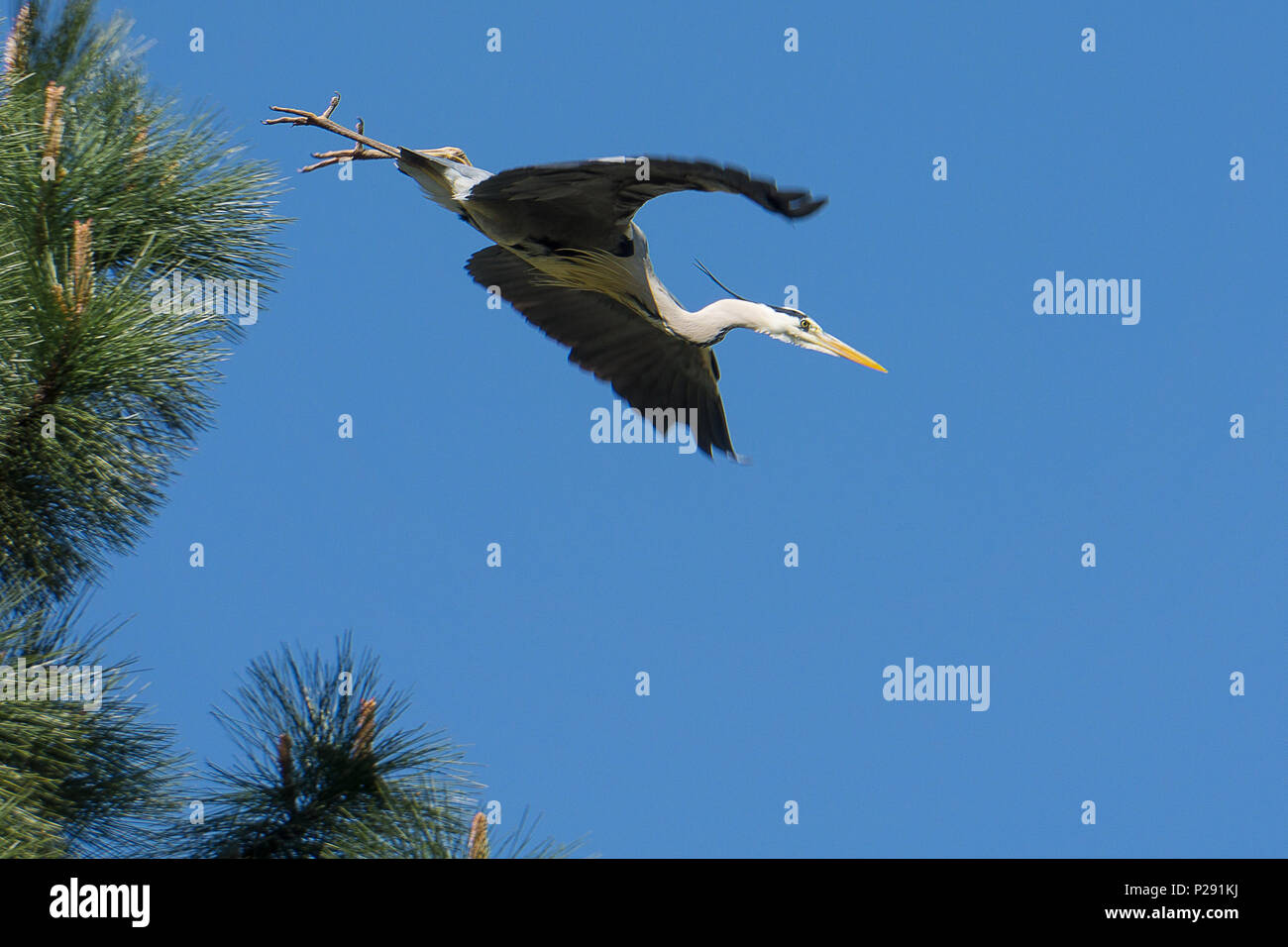 Heron flying from tree hi-res stock photography and images - Alamy