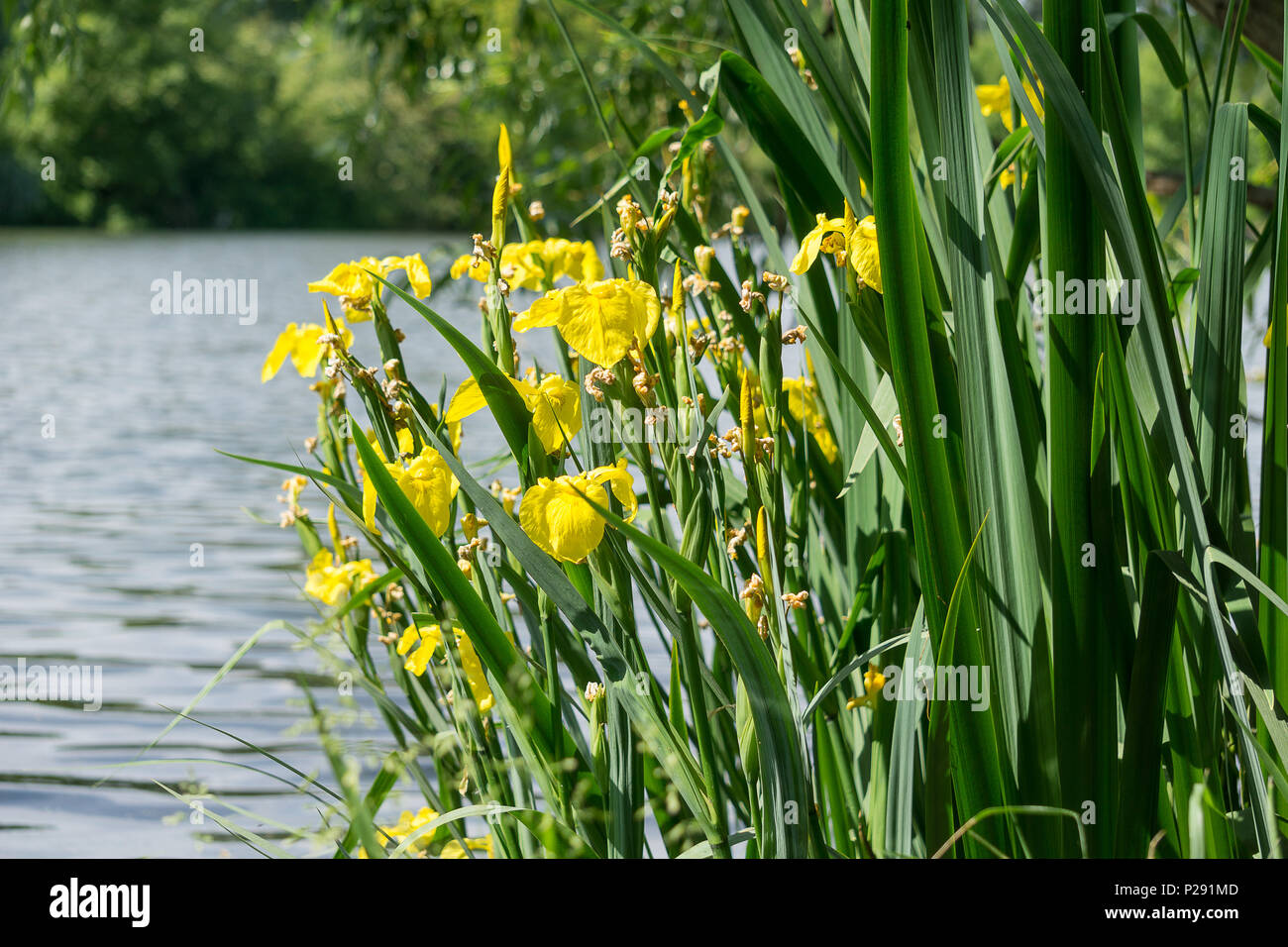 Water iris hi-res stock photography and images - Alamy