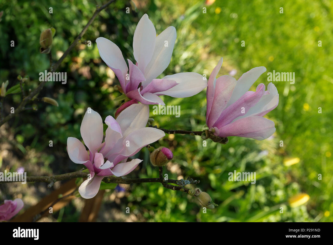 yellow marsh iris (iris pseudacorus), water-iris Stock Photo - Alamy