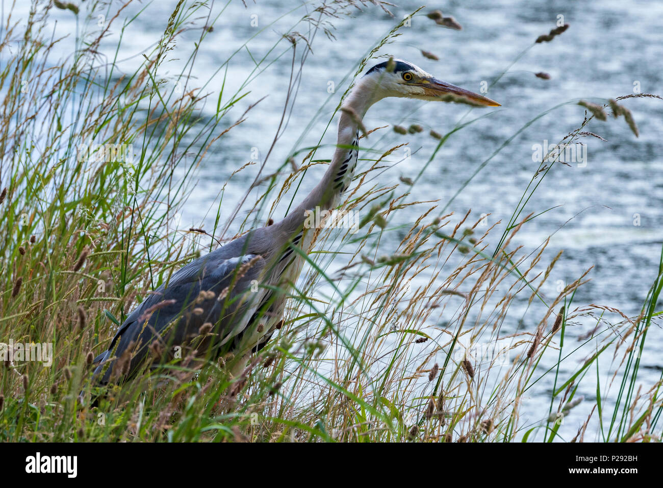 Canal birds hi-res stock photography and images - Alamy