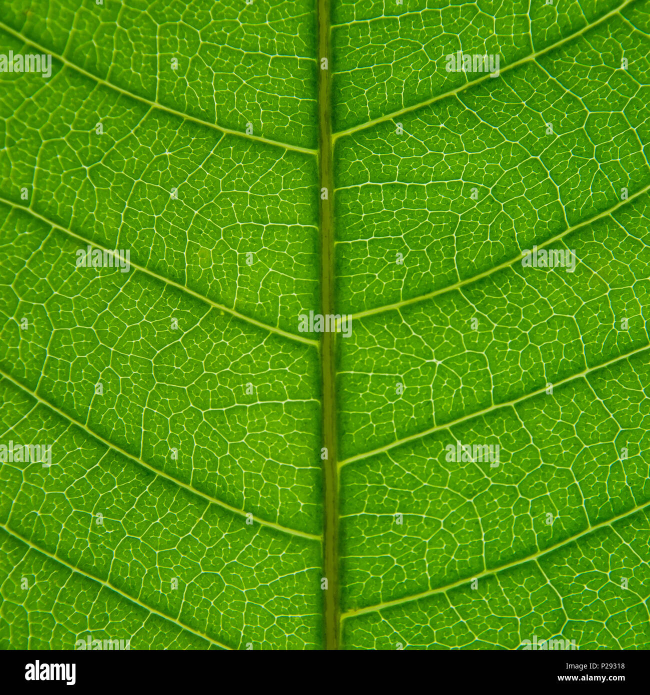 Macro of green leaves texture and structure of leaf fiber, Background ...