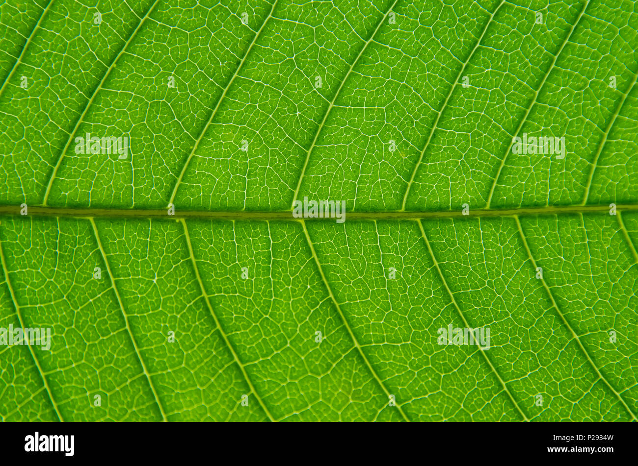 Macro of green leaves texture and structure of leaf fiber, Background ...