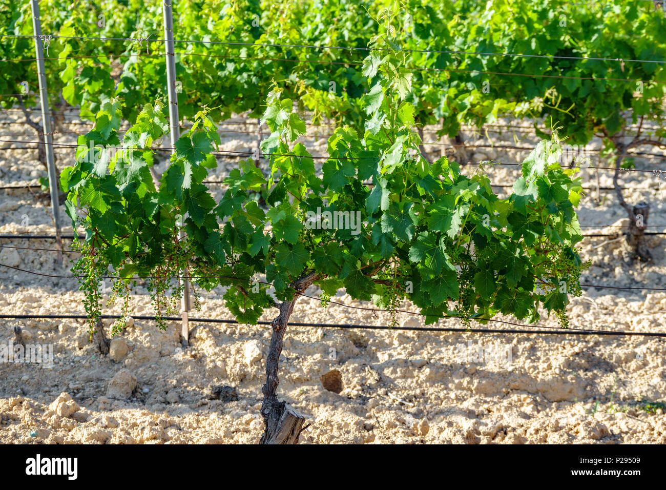 Grapevine plant in vineyard Stock Photo - Alamy
